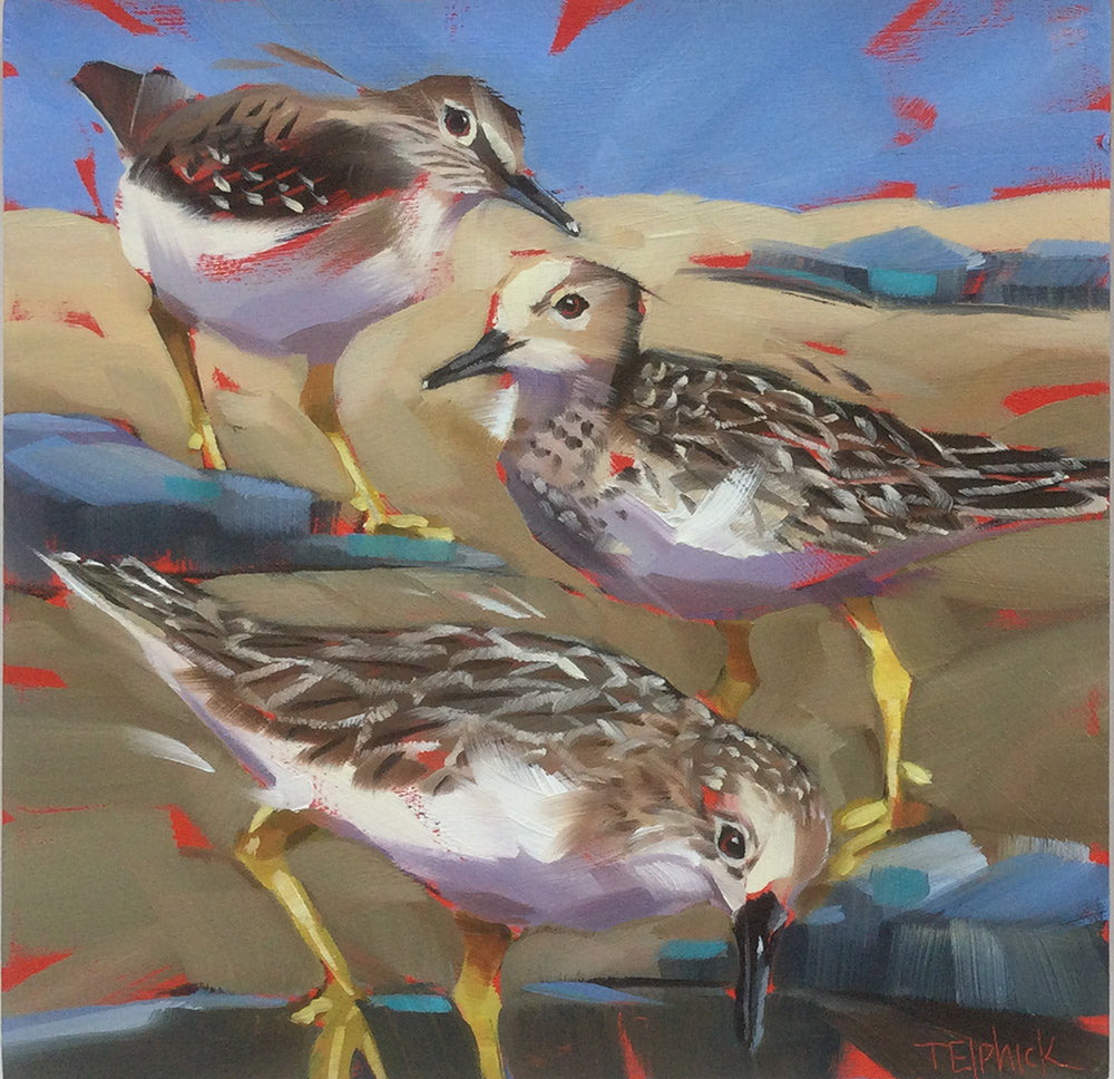 Sandpipers, Tracey Elphick – Tamarisk Scilly