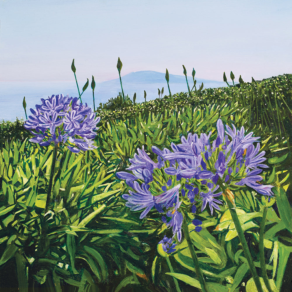 Agapanthus at Juliet's Garden (Limited Edition Print), Rod Shaw ...